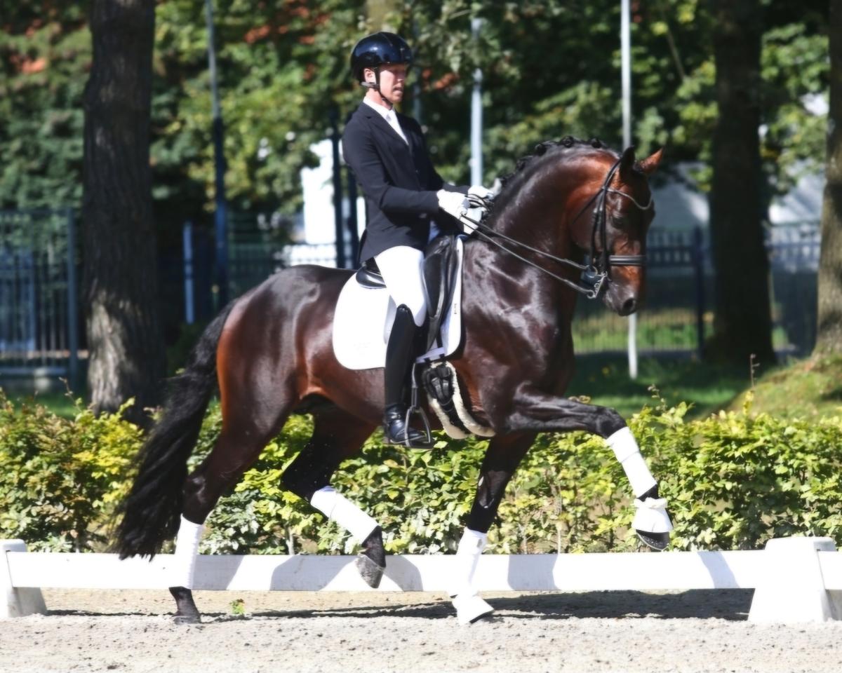 Hengst von Magic Boy / Royal Dance: Cheval, Pedigree