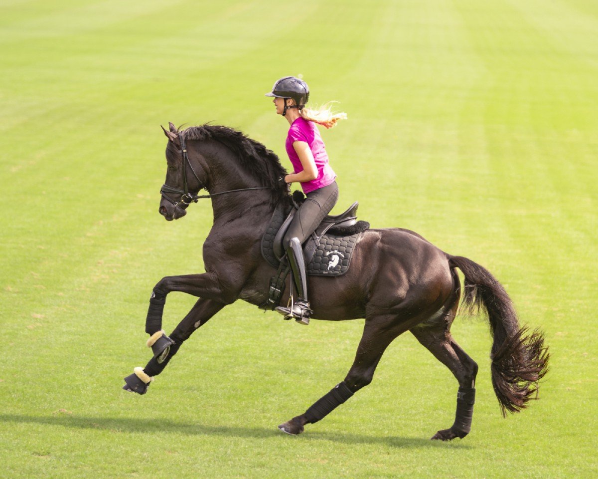 Tyra N.5724: Fokmerrie, Stamboom