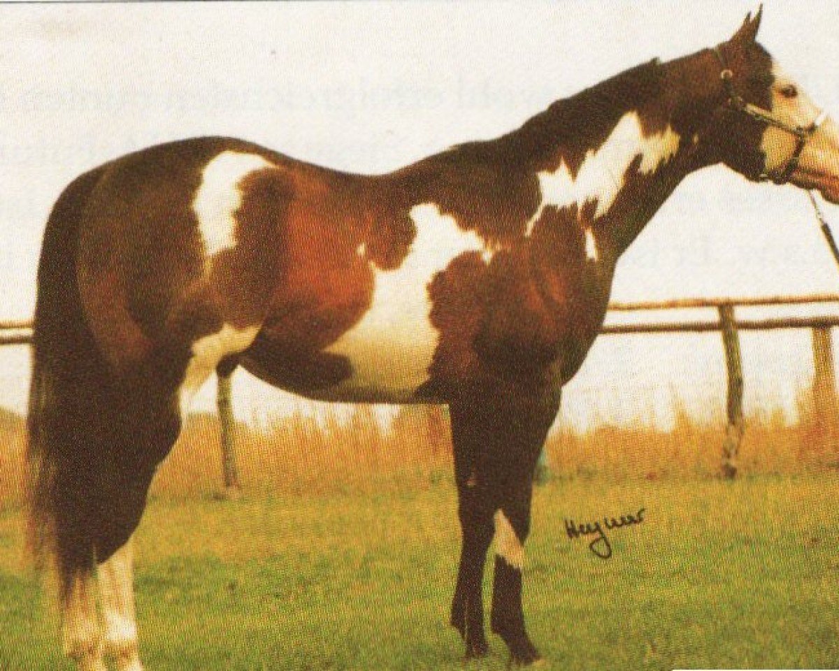 Sure Grand: Étalon, Pedigree