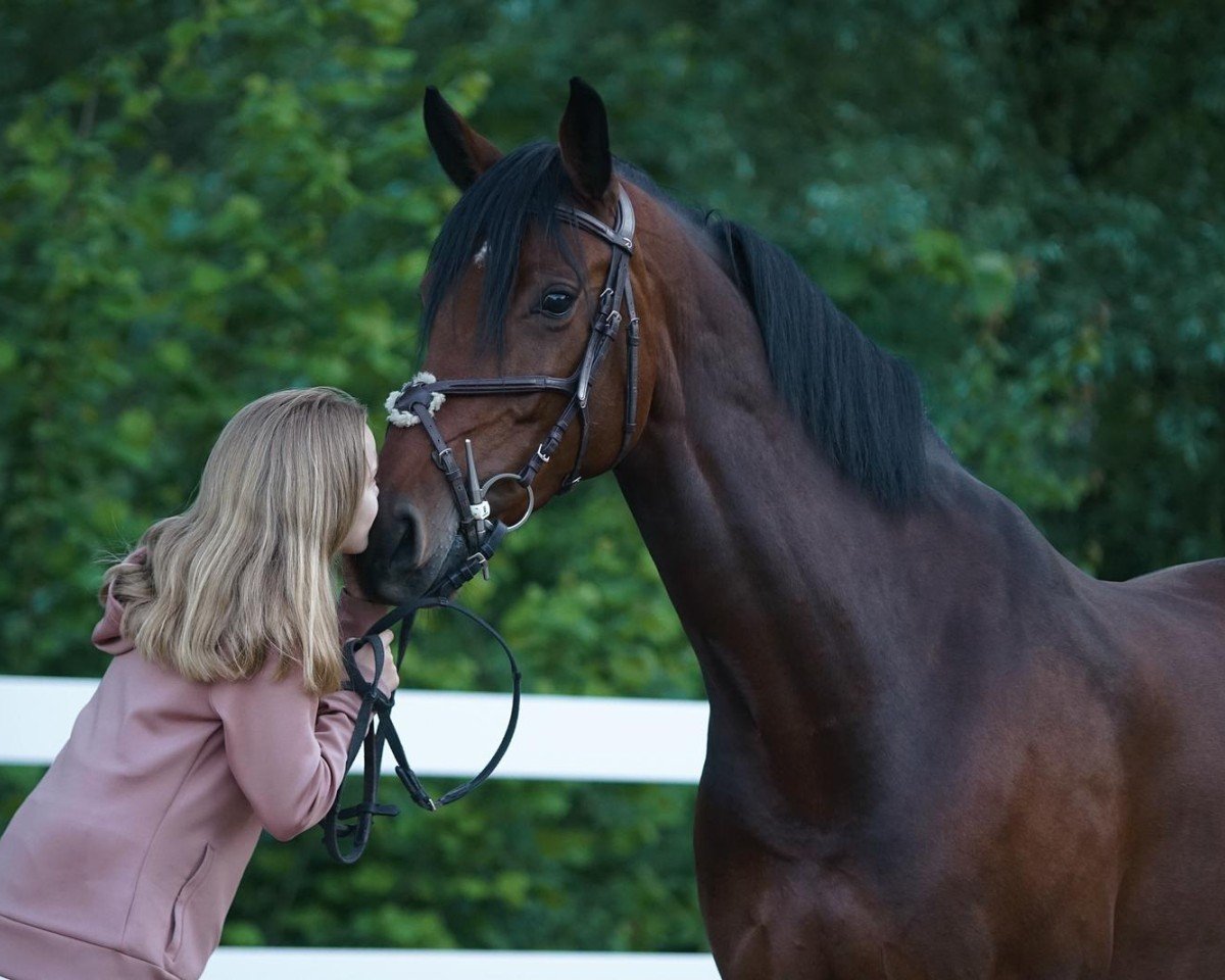 Lady Dallas: Caballo de salto, 70 videos exclusivos, Pedigrí, Resultados