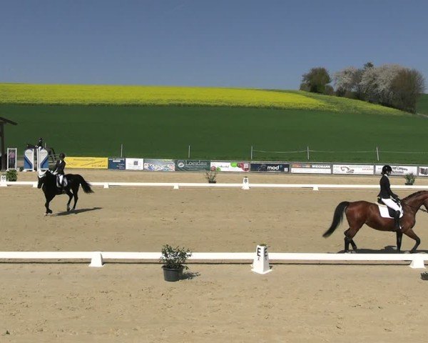 Video di Iberia Dream of Fire - Reitturnier Uder, Reitanlage Kobold ...