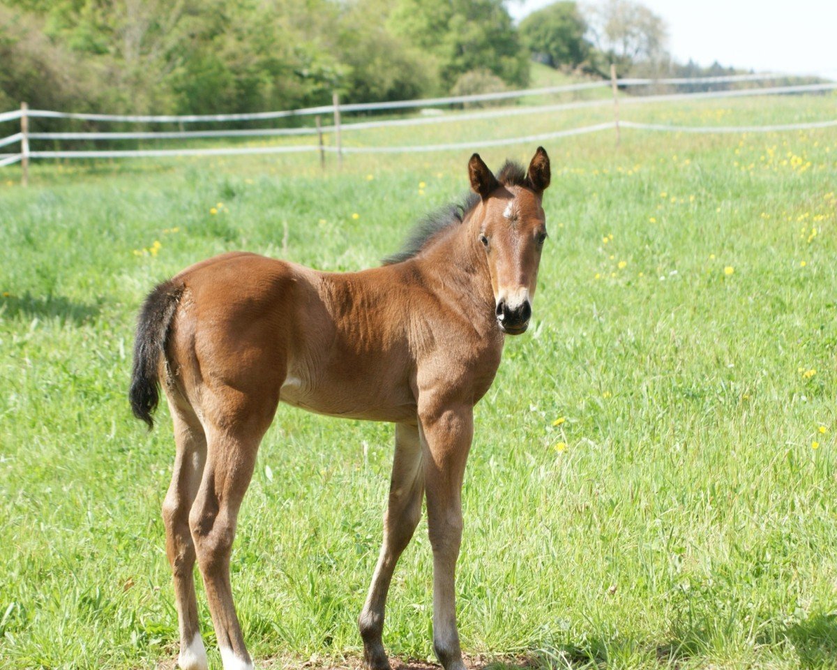 Clinker mare xx: Jument de race, Pedigree