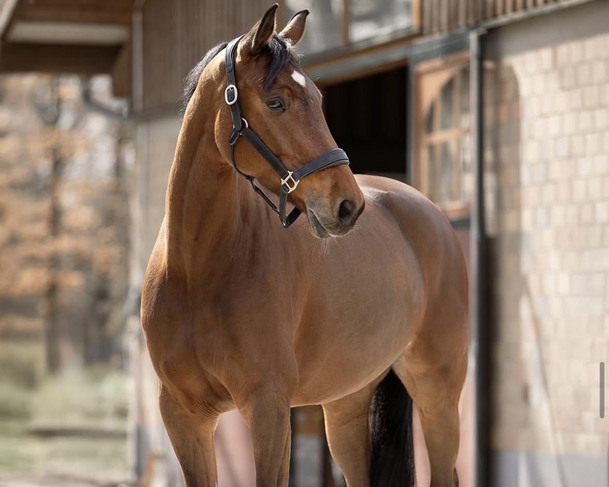 Fonia Again: Cheval de saut, Pedigree, Résultats