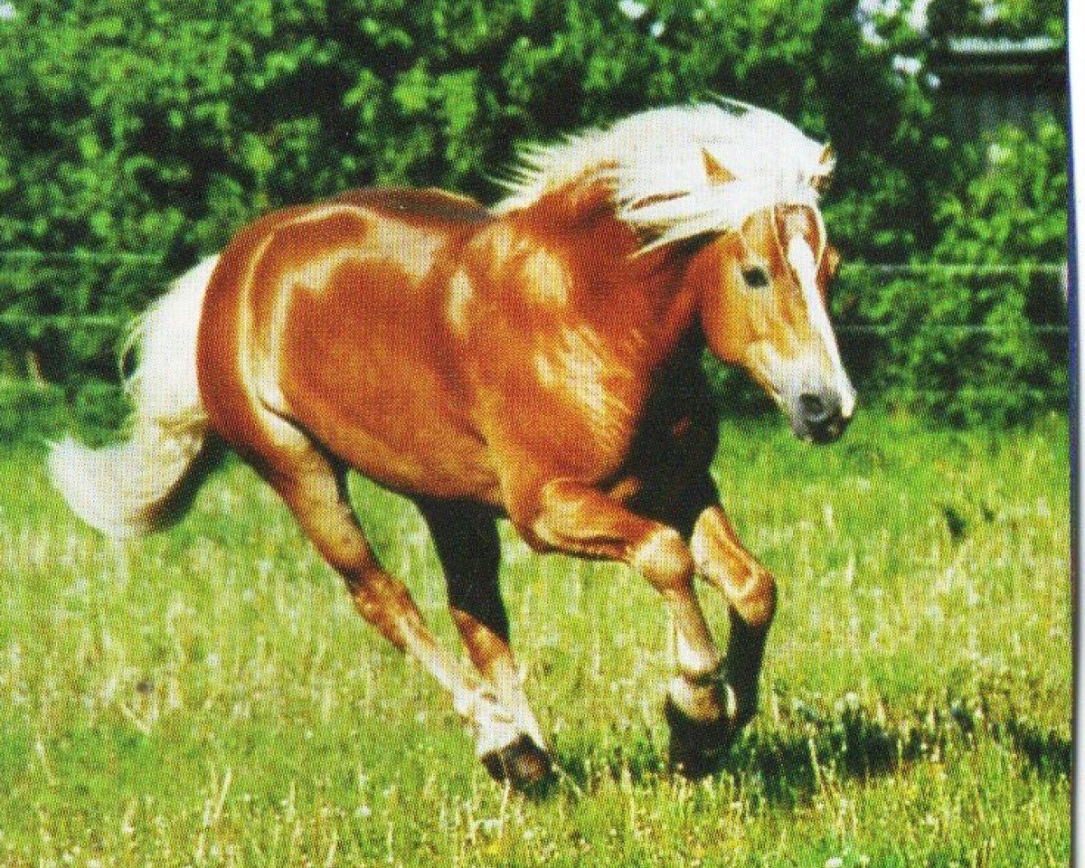 Soel'r.Stairway to Heaven: Cheval de Dressage, 5 vidéos exclusives ...