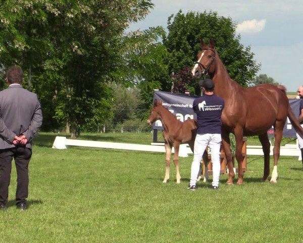 Emma Raggl all results, horses and achievements