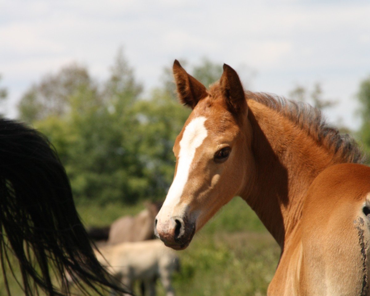 Ardmore Vera: Pferd, Pedigree, Ergebnisse