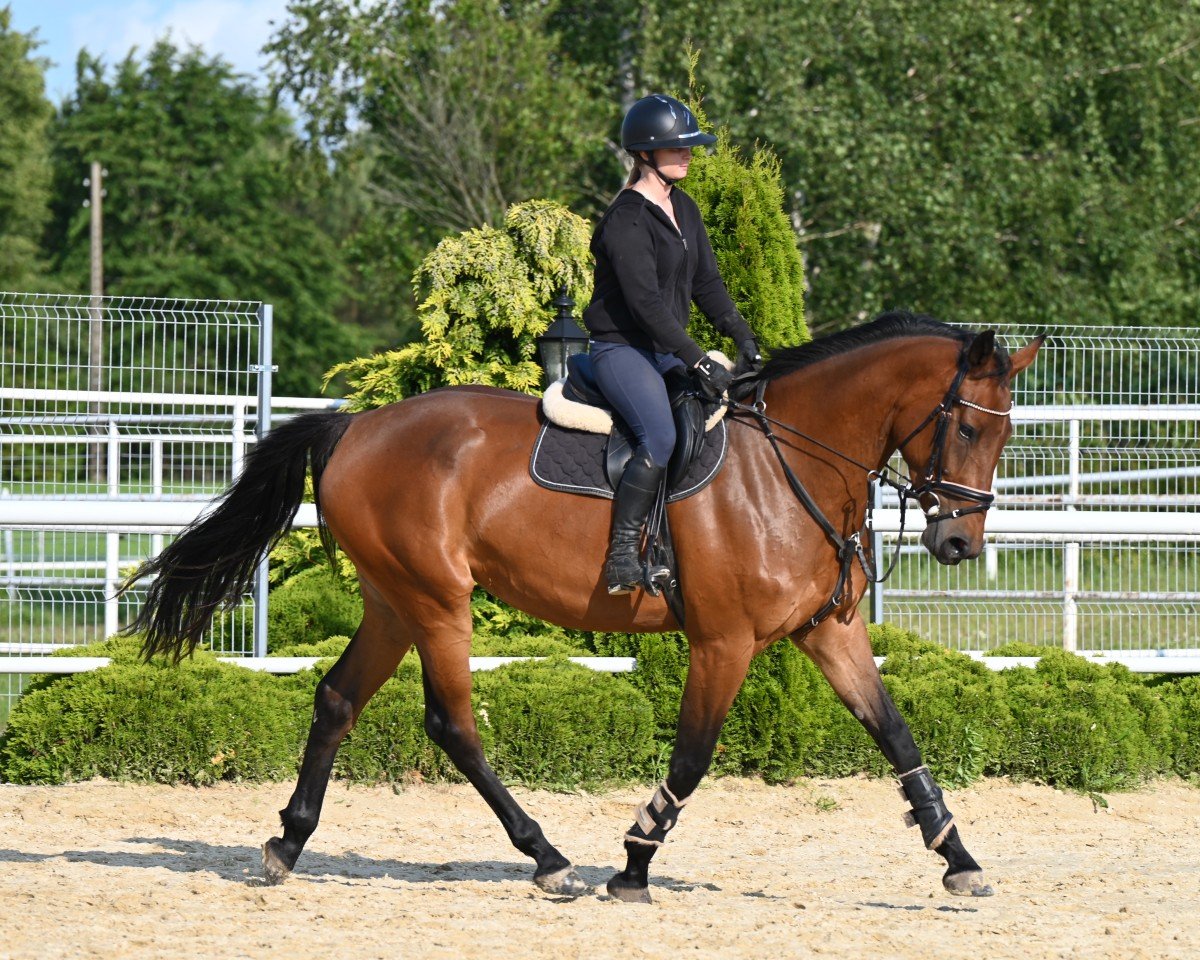 Sandra: Jument de race, Pedigree