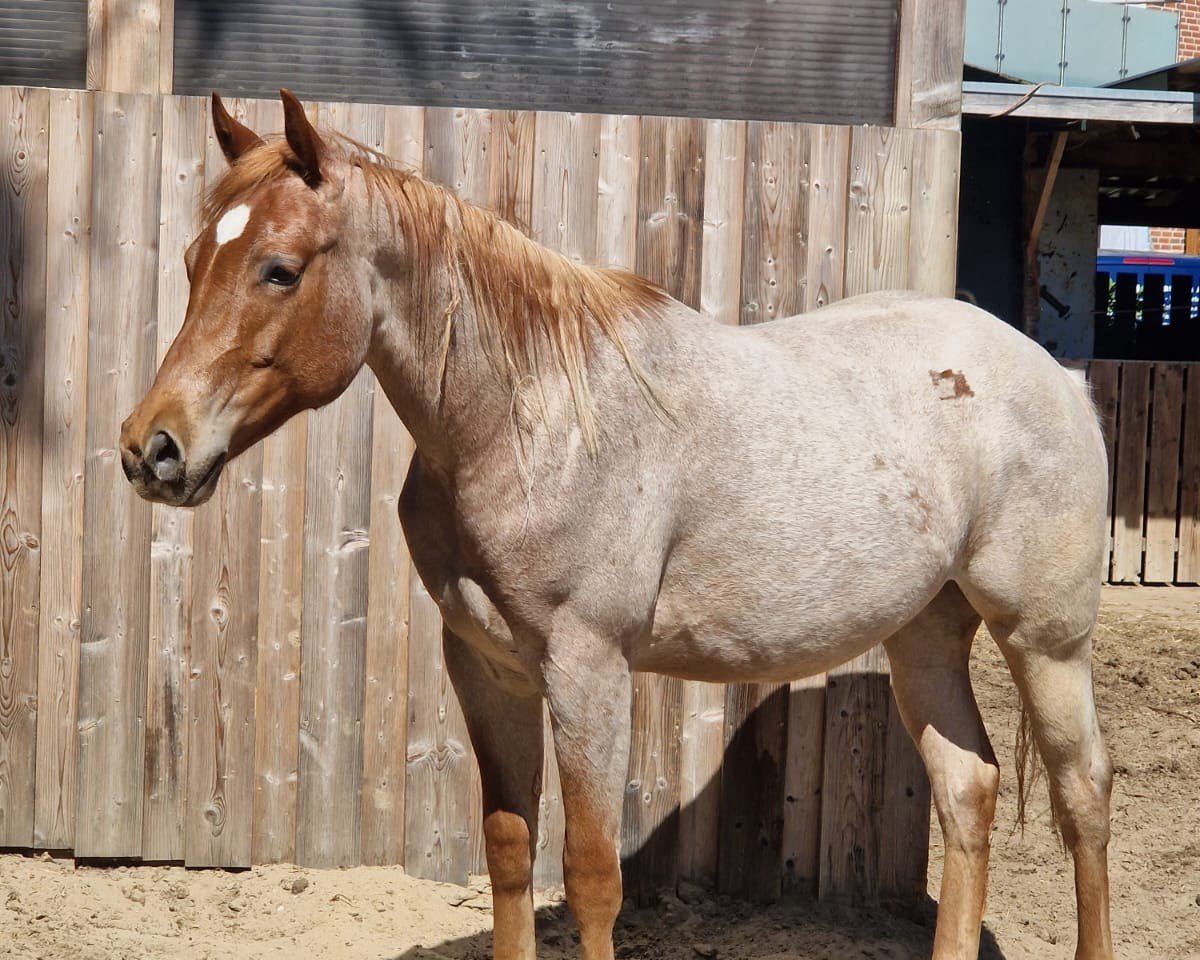 Jovani Ter Leen: Cheval, Pedigree, Résultats