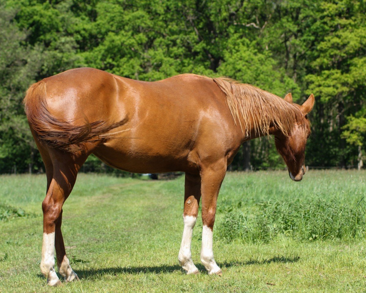 Benie AA: Jument de race, Pedigree
