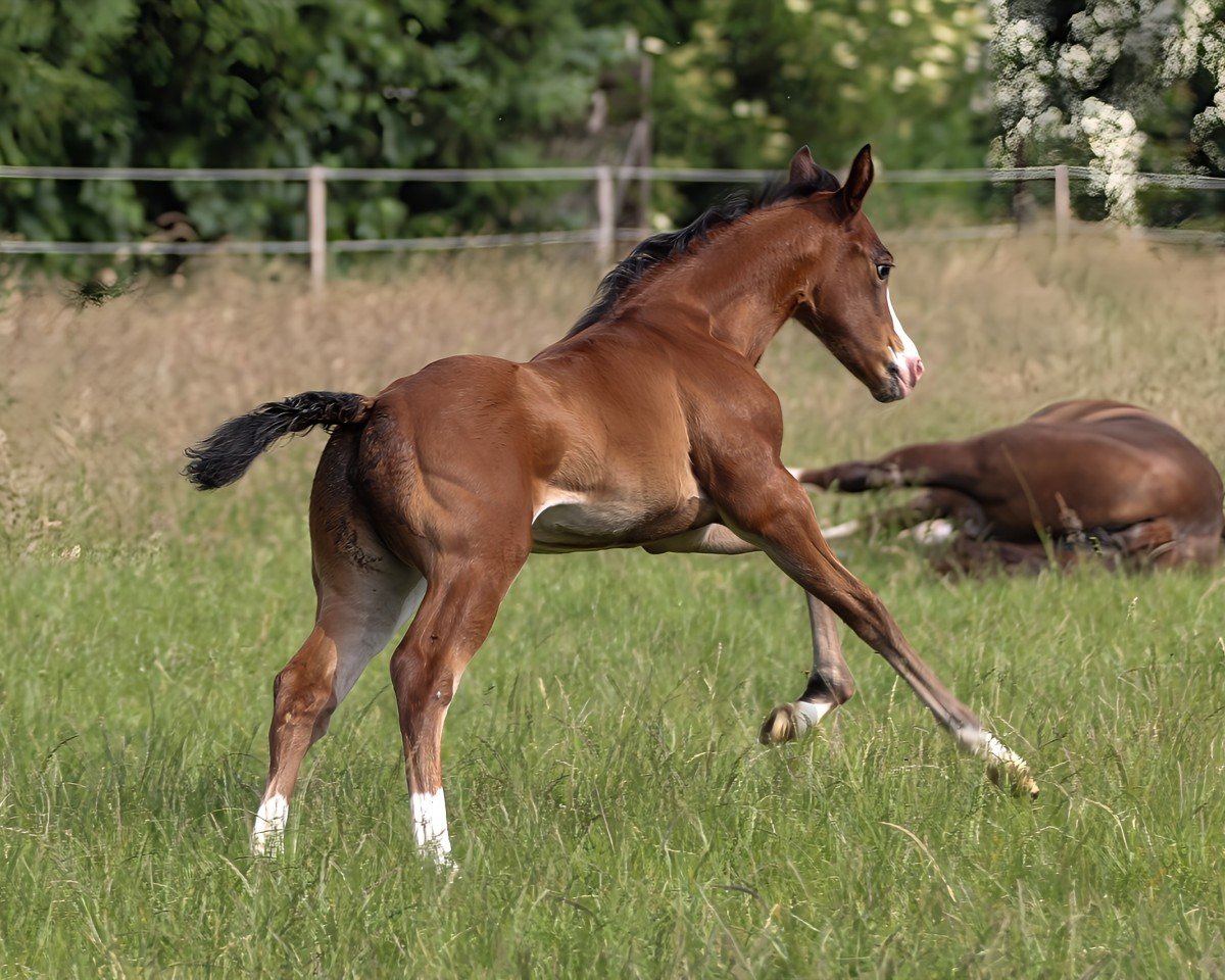 Alaric V 1929 ox: Semental, Pedigrí