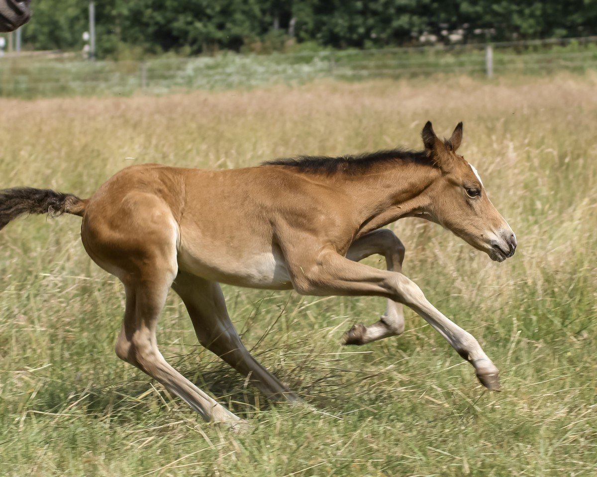 Julia Weirich-Bode all results, horses and achievements