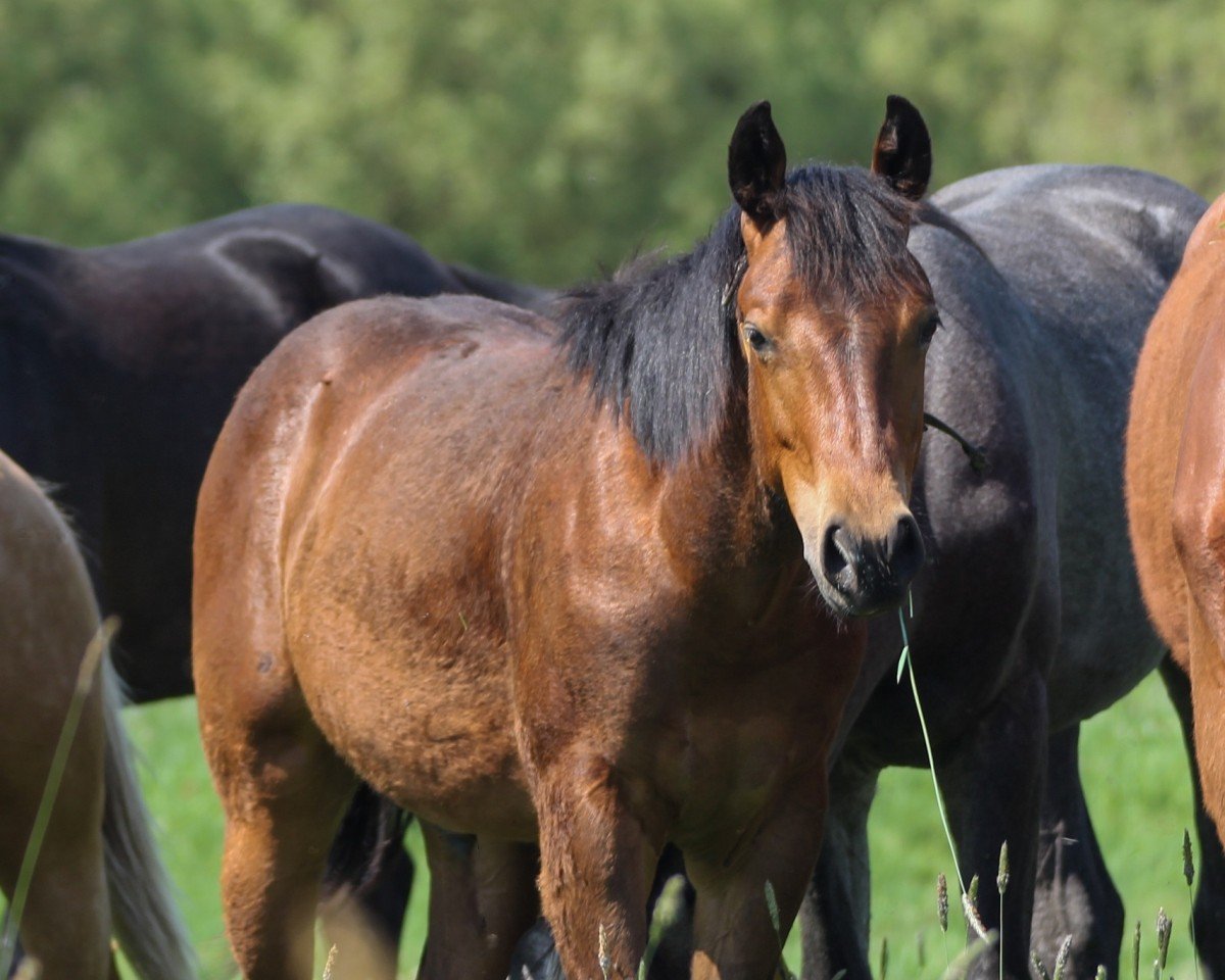 Apelles-Lora: Fattrice, Pedigree