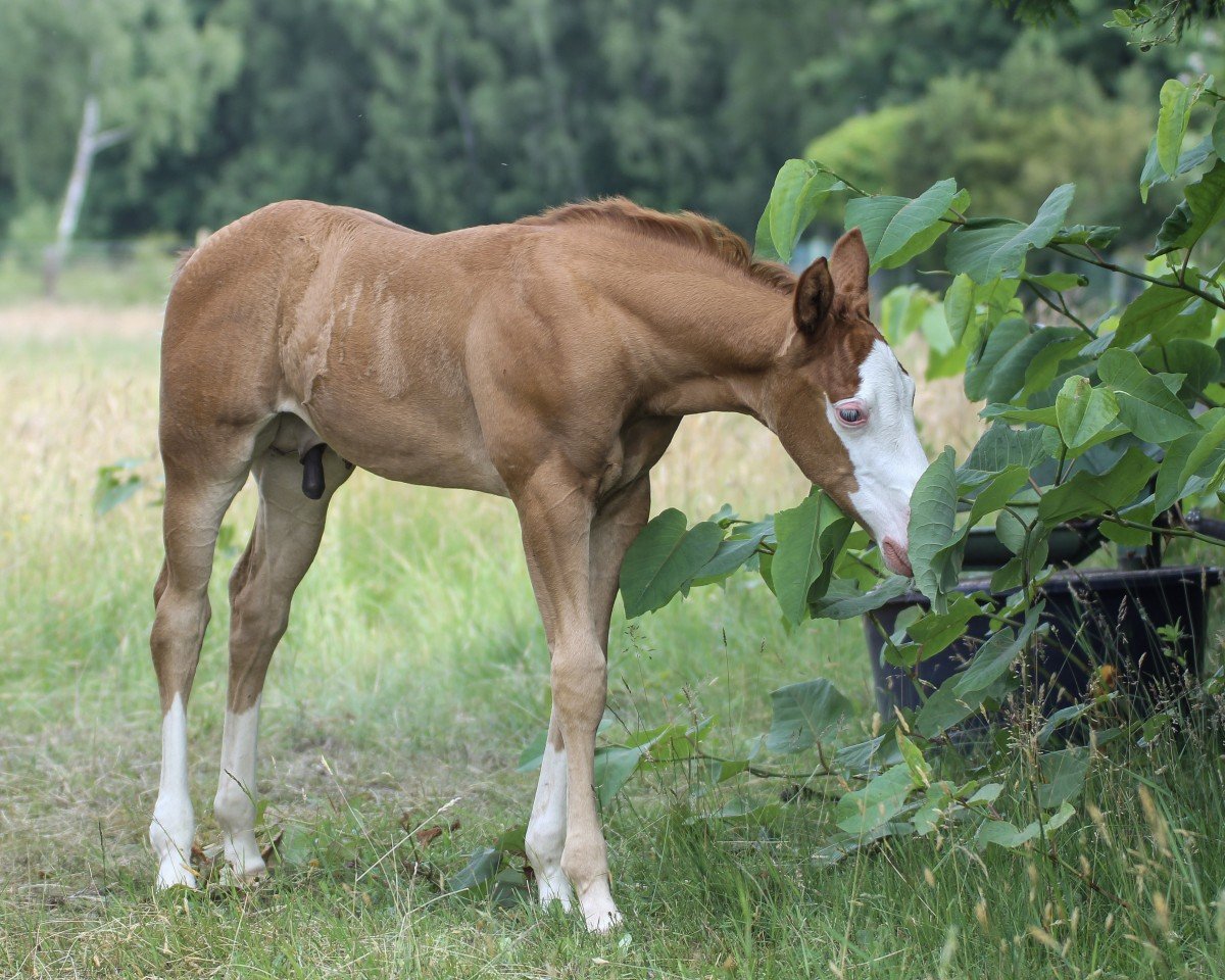 Susanna Petrat 5 Videos, all results, horses and achievements