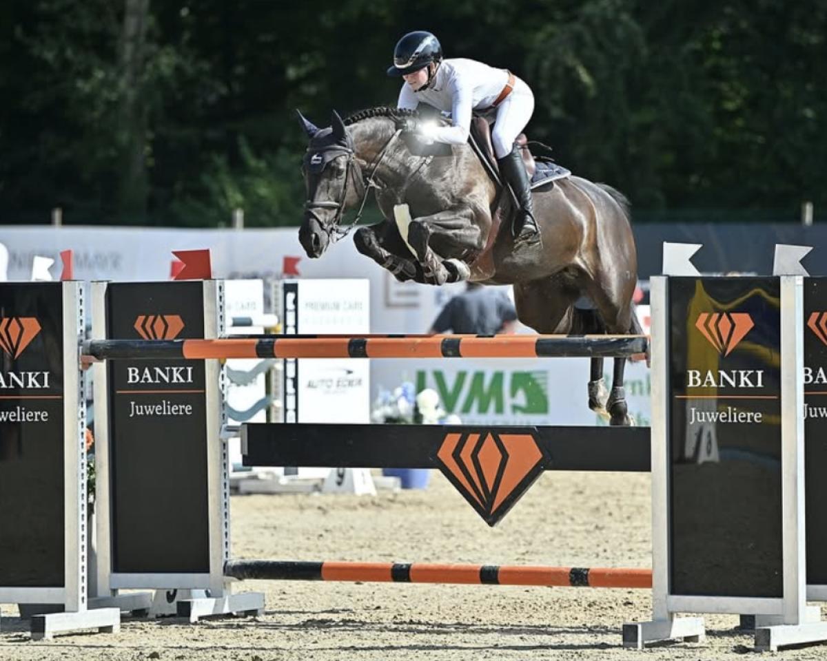 Cybell van Schraevenacker Z: Cheval, Pedigree, Résultats
