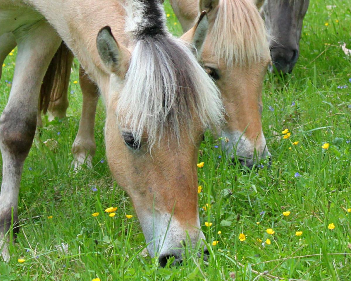 Hope: Fokmerrie, Stamboom
