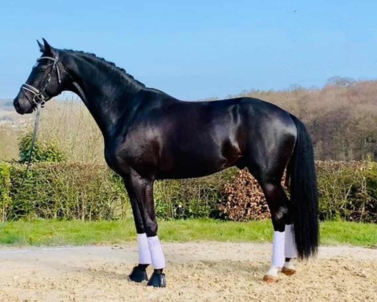 Dream Will Come True: Dressuurpaard, Stamboom, Resultaten