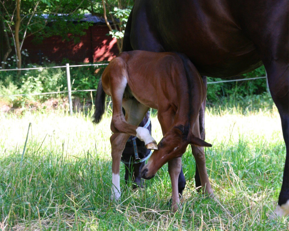 Alice des Forets: Jument de race, Pedigree