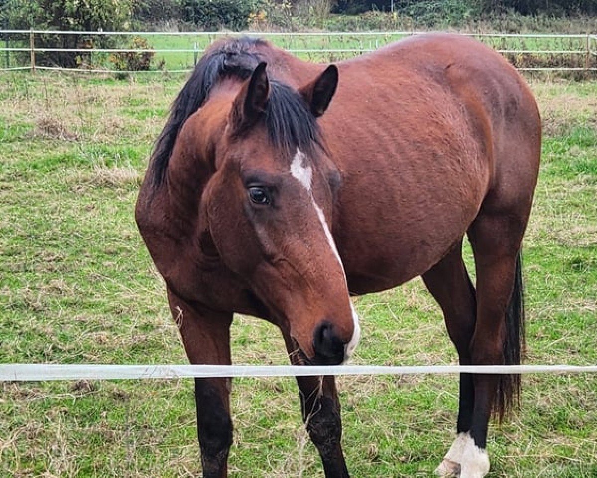 Pferde suchen und finden