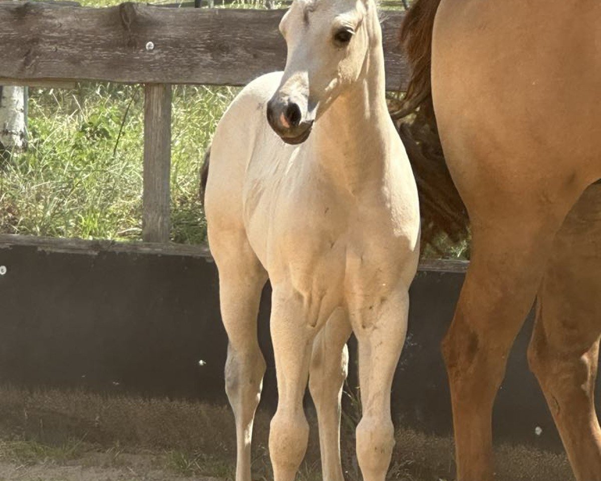 Video de Bognar Fortado - Reitturnier Dielsdorf 2025, Concurso de salto ...