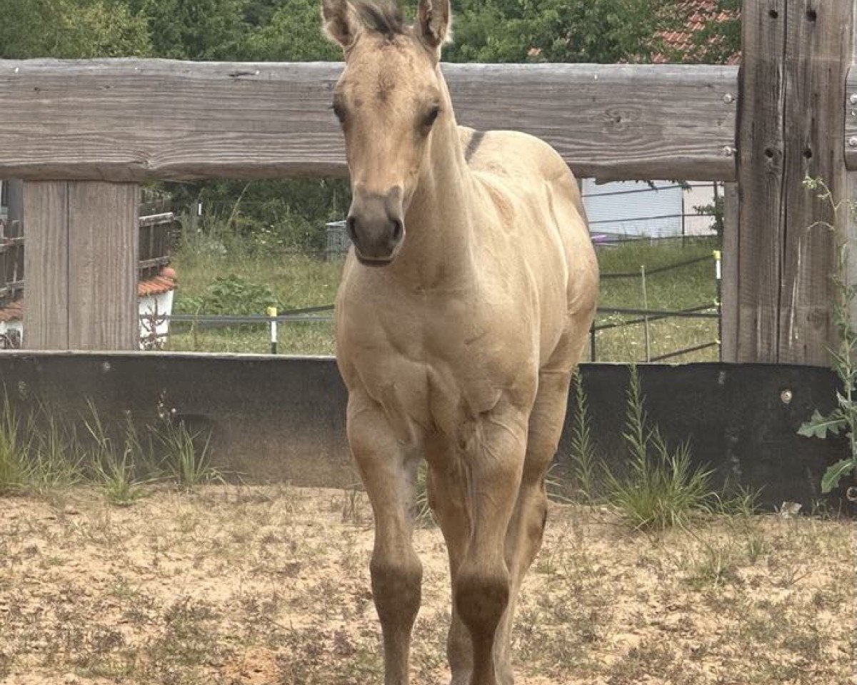 Tigress Bar Leo: Jument de race, Pedigree