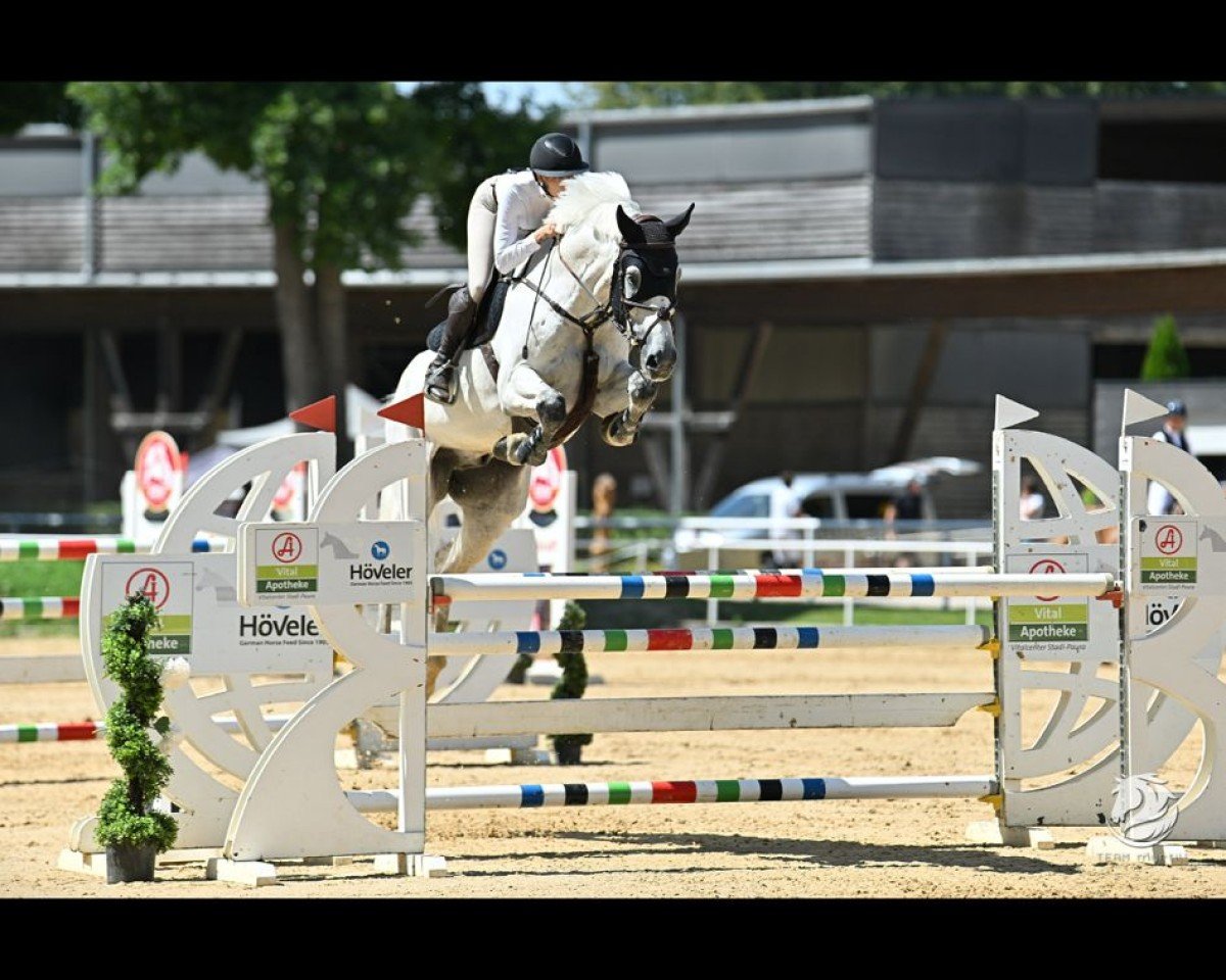 Conan Pp: Springpferd, 10 exklusive Videos, Pedigree, Ergebnisse