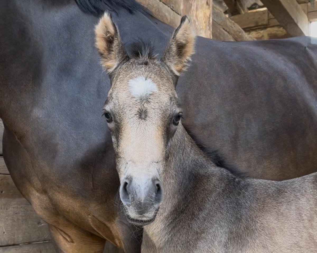 Anna-Maria Behrens all results, horses and achievements