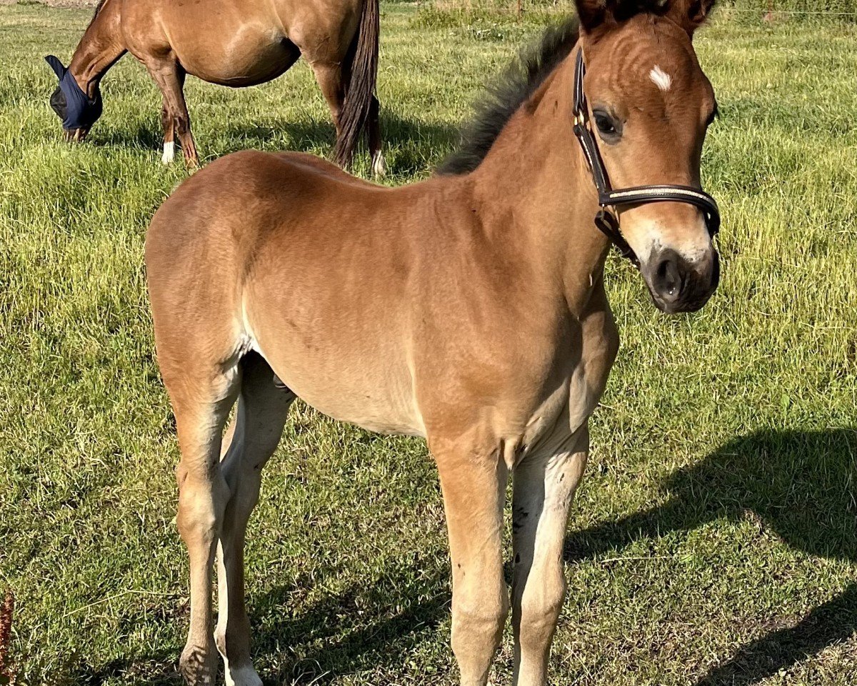 Reitturnier Leichlingen-Witzhelden 2025 (11.09.2025 - 14.09.2025): Turnierergebnisse + Videos