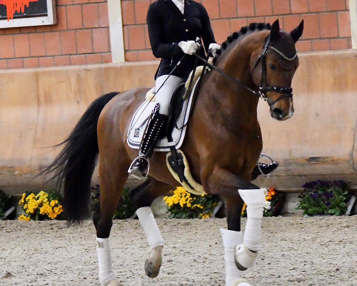 Primabella: Fokmerrie, Stamboom, Resultaten