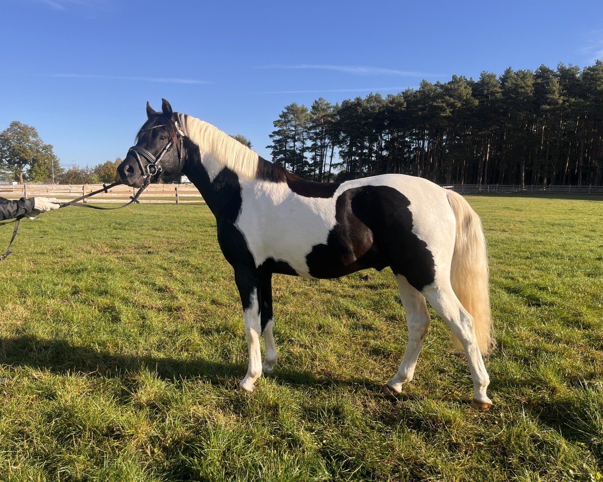 Vincent 236: Cheval, Pedigree