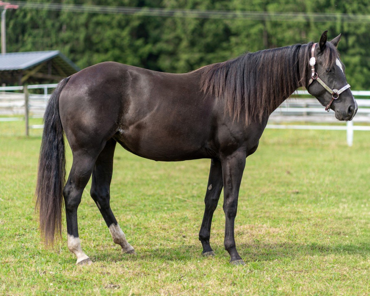 Marlene Eisenhauer alle Ergebnisse, Pferde und Erfolge