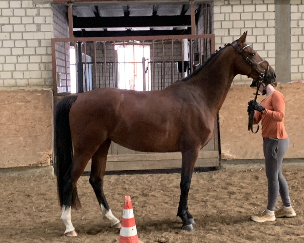 Wszystkie wyniki turniejowe Altrido Hali's Falesia