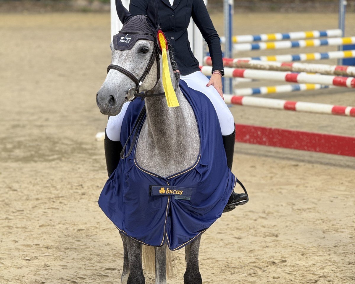 Conny: Jument de race, Pedigree