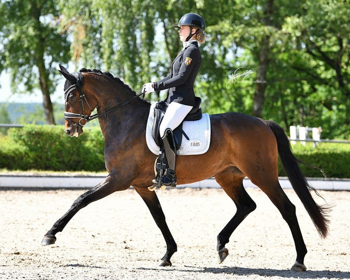 Hengst von Pegase van't Ruytershof / Quasimodo Z: Cheval, Pedigree