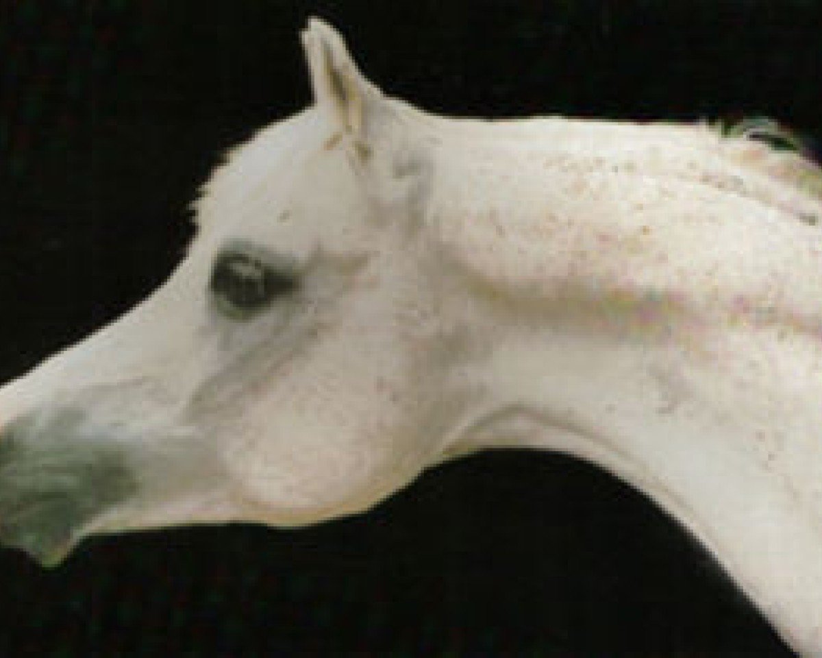 Ziaam: Étalon, Pedigree