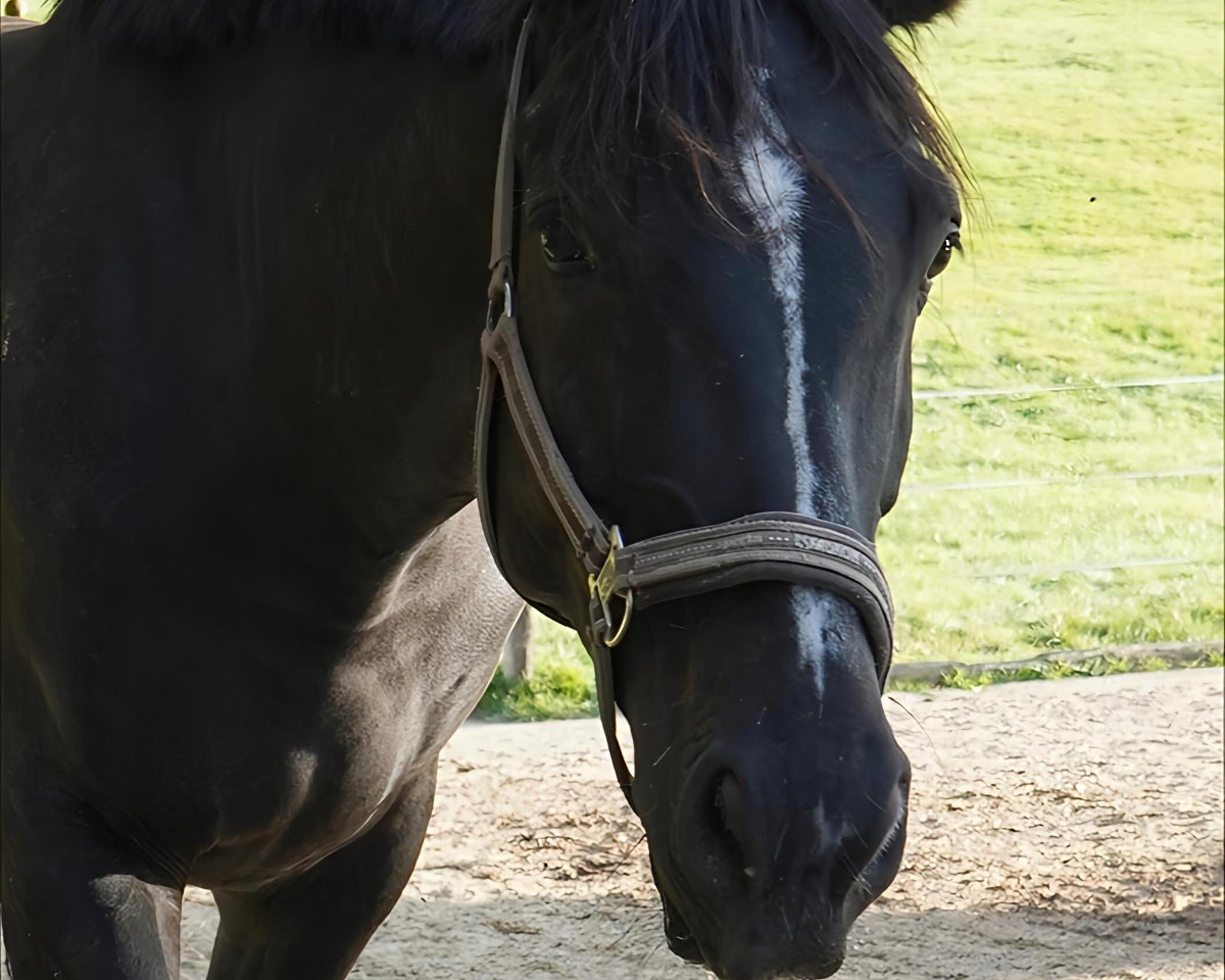 Mandy Lukei alle Ergebnisse, Pferde und Erfolge
