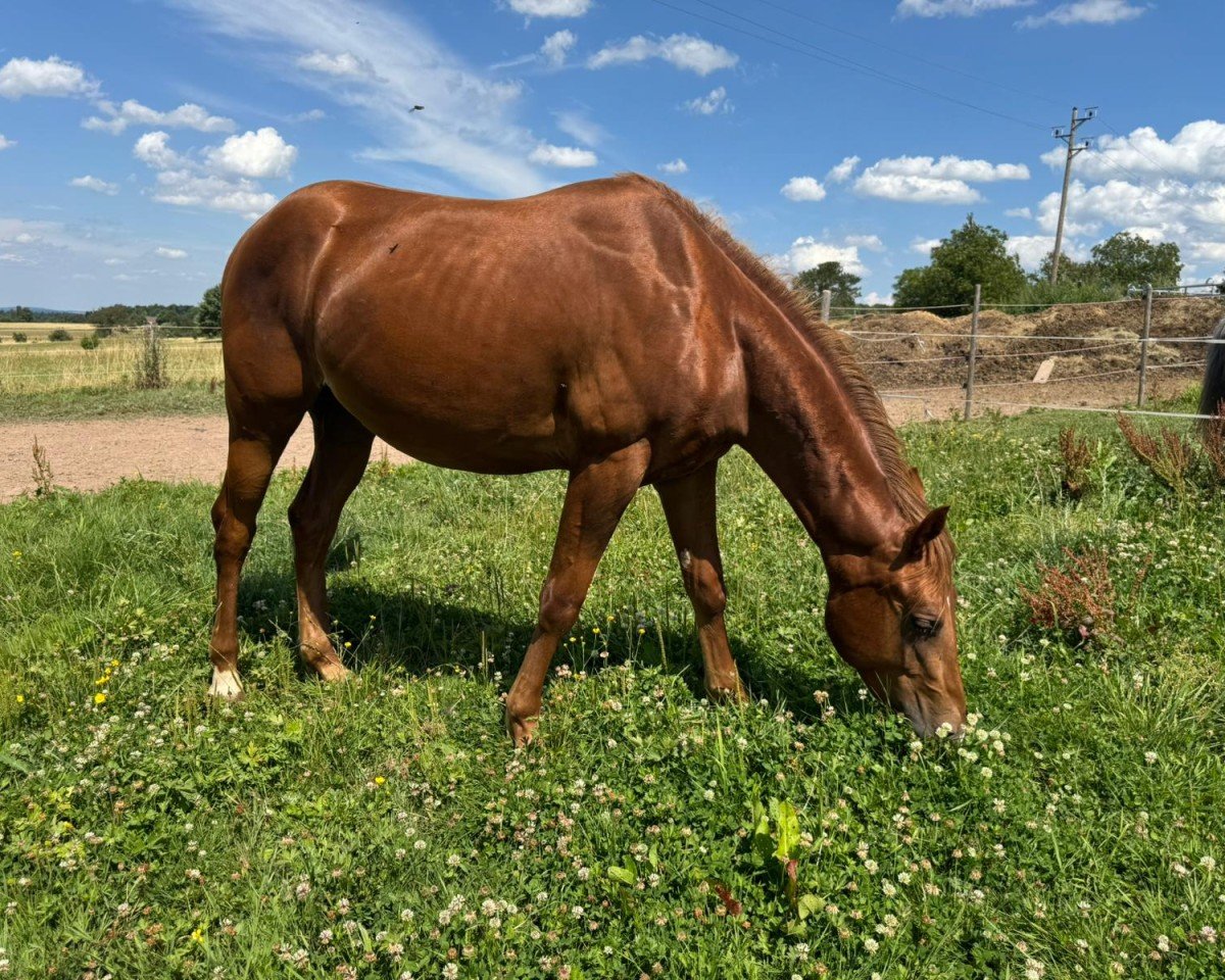 Blue Bay xx: Fokmerrie, Stamboom