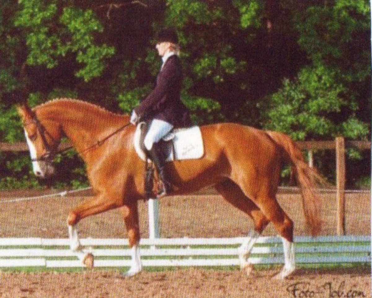 Ranja R: Fokmerrie, Stamboom