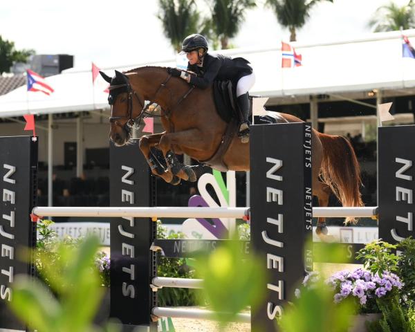 Jin van de Doelvelden Z: Paard, Stamboom