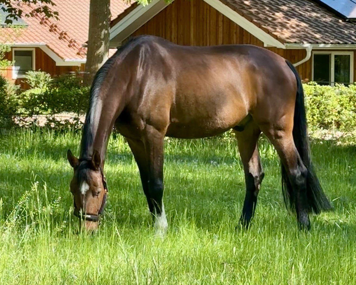 Temptoni Ds: Cheval de Dressage, 3 vidéos exclusives, Pedigree, Résultats