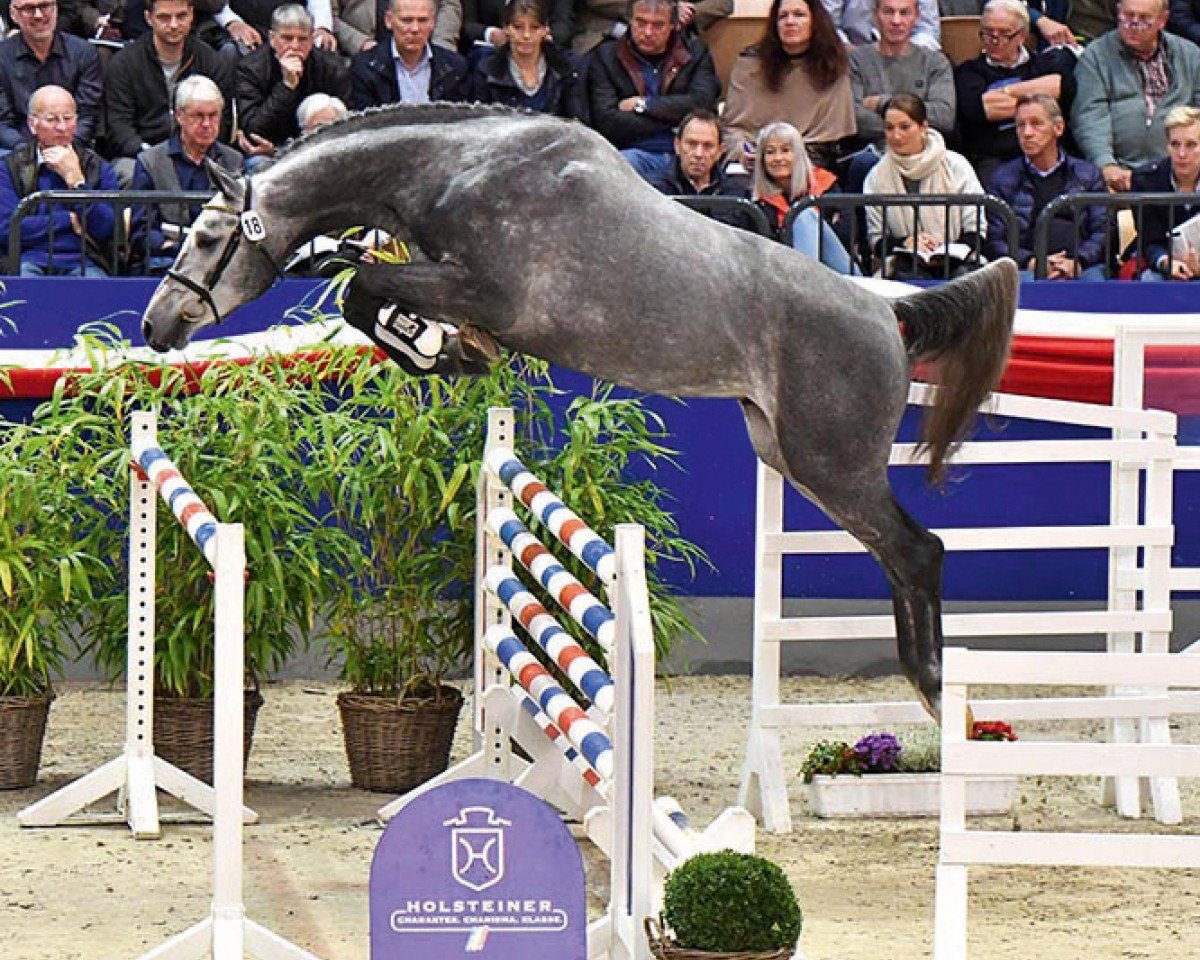 Hengst von Chavaros II / Hasso PMS: Cheval, 1 vidéo exclusive, Pedigree