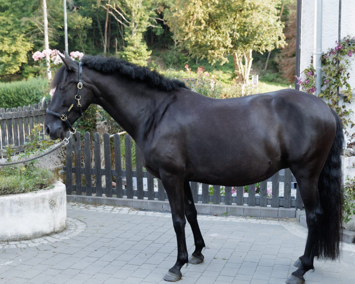 Sunny Girl: Fokmerrie, Stamboom