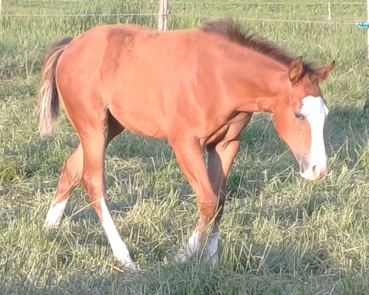 All show results of Geronimo du Boishue