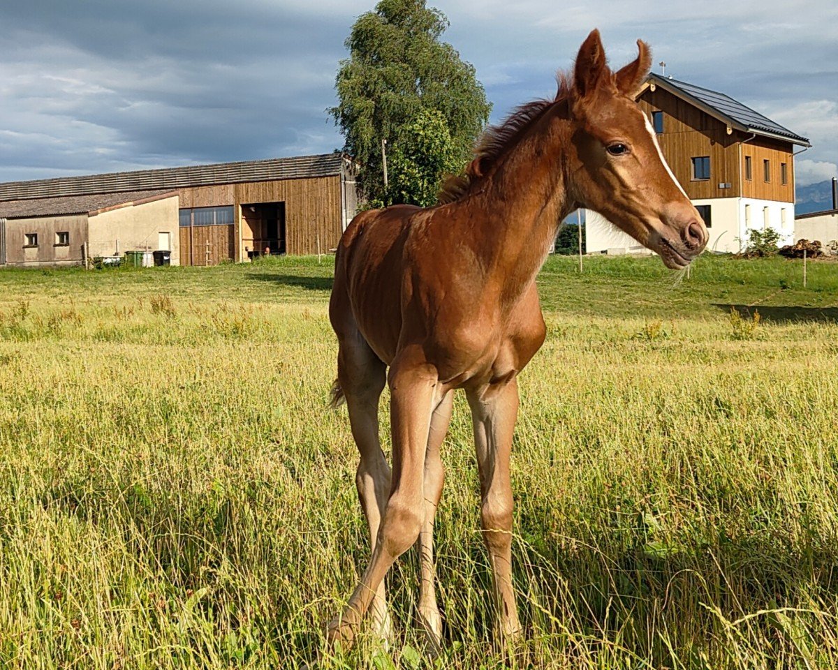 Grandy-Boy: Caballo, Pedigrí