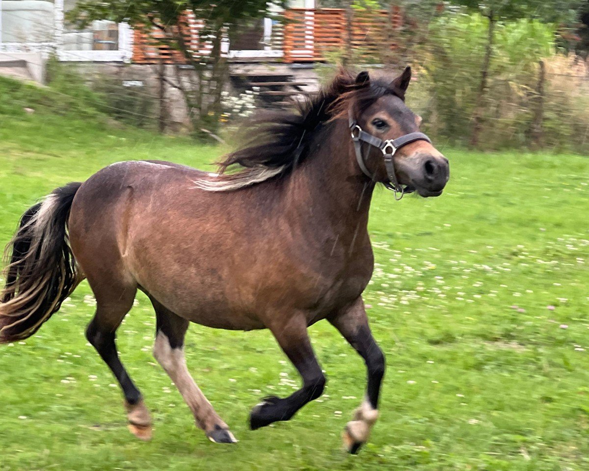 Kandy Sauce xx: Jument de race, Pedigree