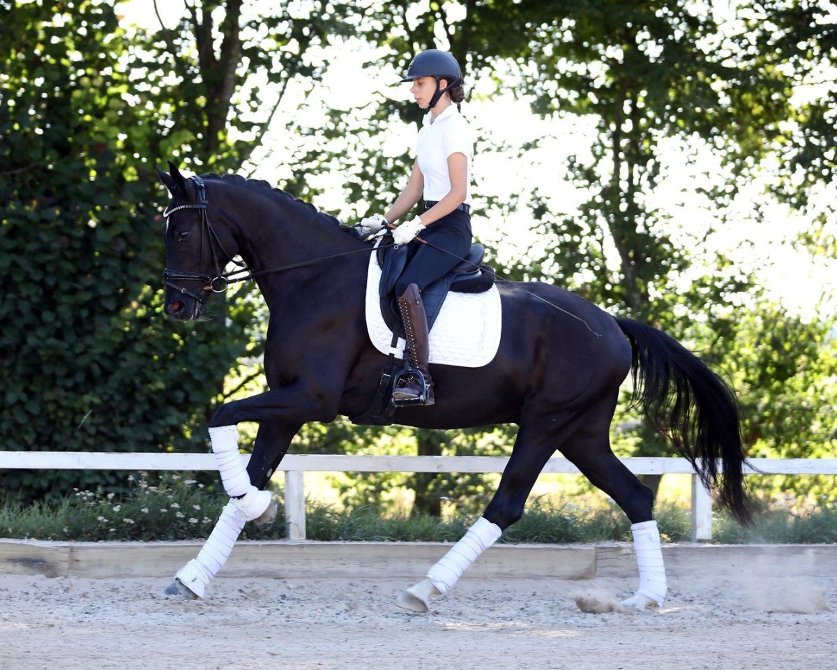 Reitturnier Stockach-Wahlwies 2009 (25.07.2009 - 26.07.2009): Show results