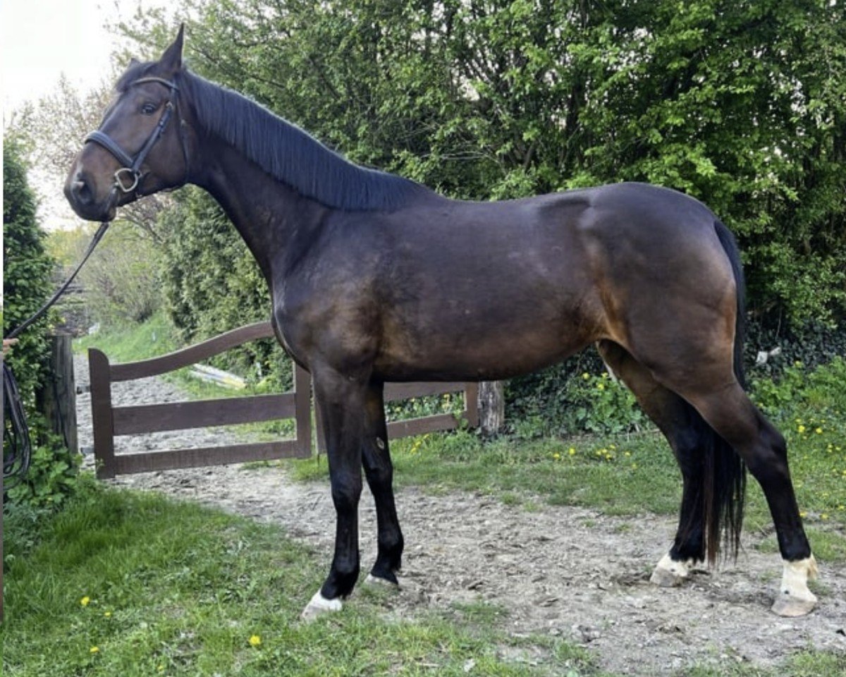 Prince of Galdenoch: Étalon, Pedigree