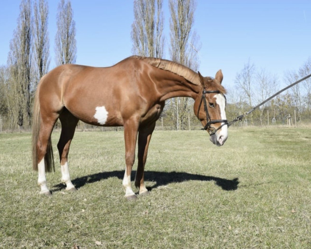 Hengst von Aniel: Cheval, Pedigree