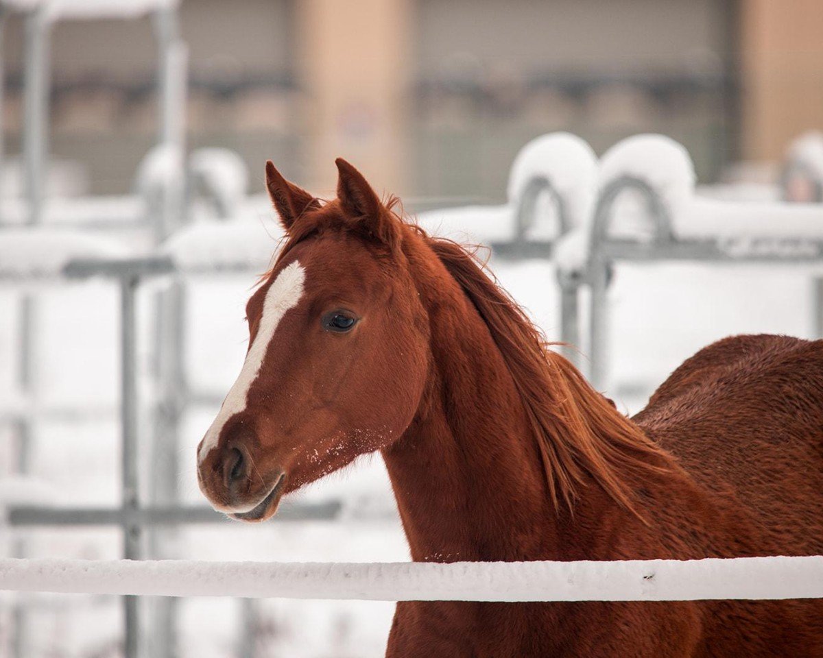 Payback Girl: Fokmerrie, 1 exclusieve video, Stamboom, Resultaten