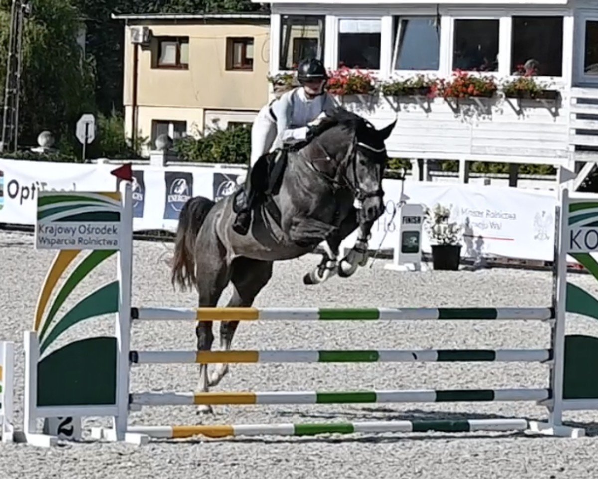 Chiara Anelli alle Ergebnisse, Pferde und Erfolge