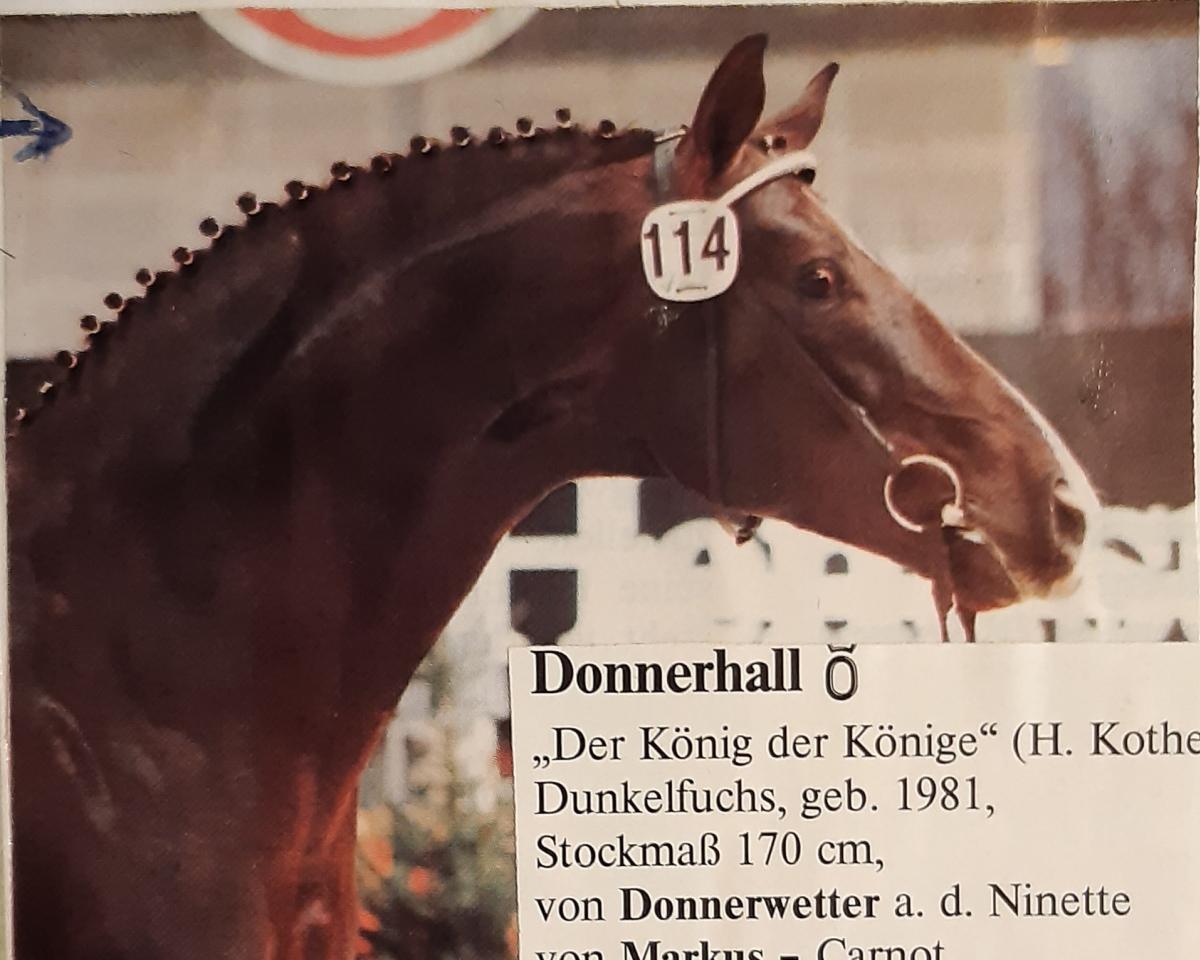 Kiri Tee du Castel: Jument de race, Pedigree